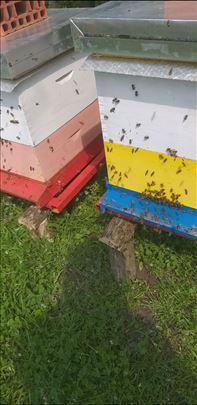 Rojevi pčela