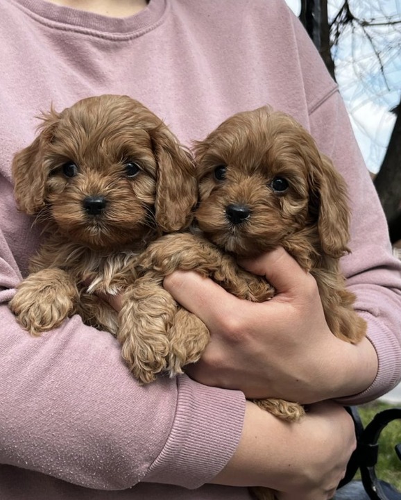 Cavapoo štenci