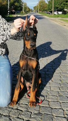 Doberman
