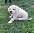 Labrador retriver štenci
