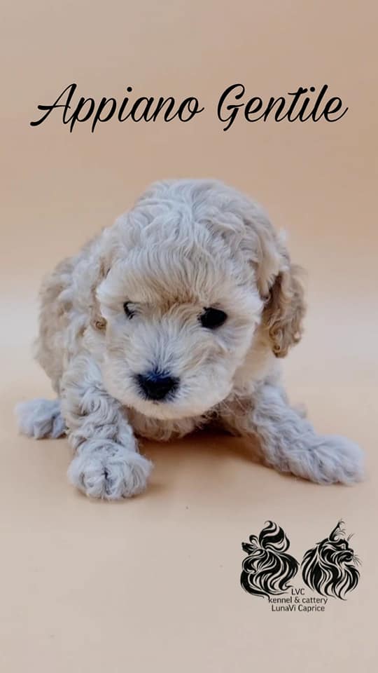 Stenci pravi Toy Poodle super krvi poreklom iz Rus