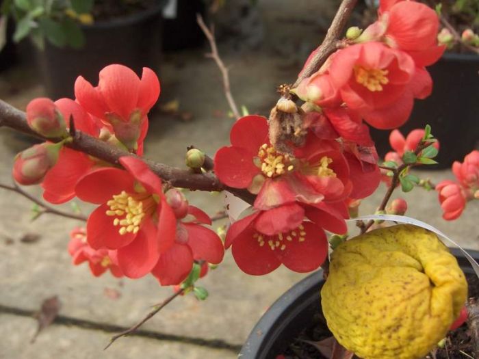 Chaenomeles Superba Crimson And Gold - Japanska Dunja