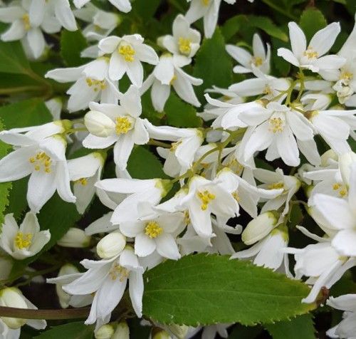 Deutzia Gracilis Nikko - Deucija