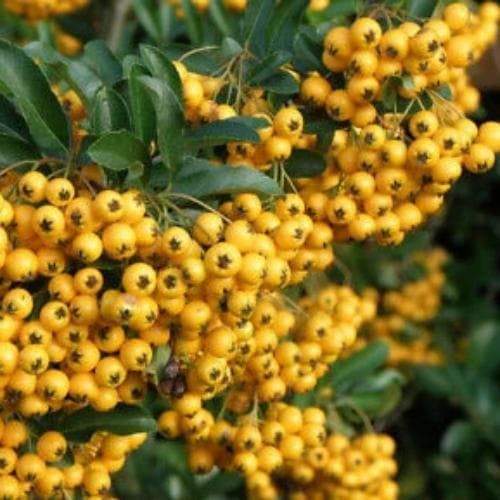 Pyracantha Coccinea Golden Charmer - Vatreni Grm