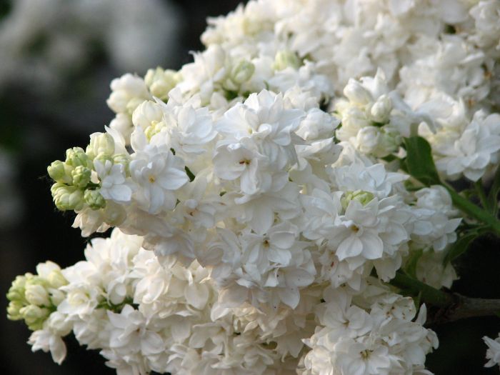 Syringa Vulgaris Monique Lemoine - Jorgovan