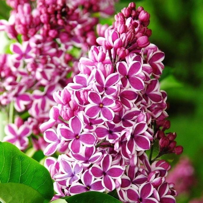 Syringa Vulgaris Sensation - Šareni Jorgovan