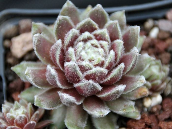 Sempervivum Rosa Madchen - Čuvarkuća