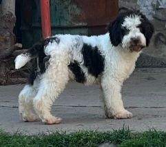 Lagotto Romagnolo SVIH UZRASTA