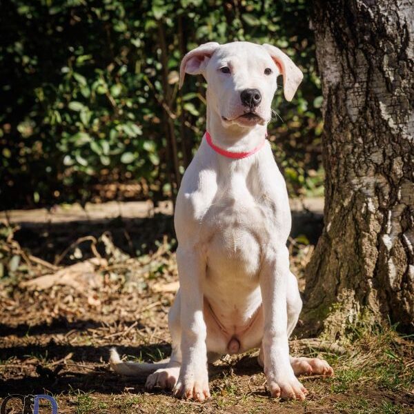 DOGO ARGENTINO štenci