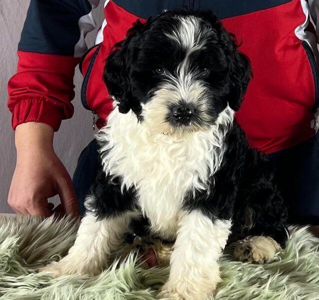 Portugalski vodeni pas - Portuguese Water Dog štenci