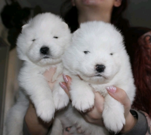 Samojed štenci