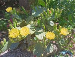 Kaktus Opuntija,prezimljava napolju (reznica)..