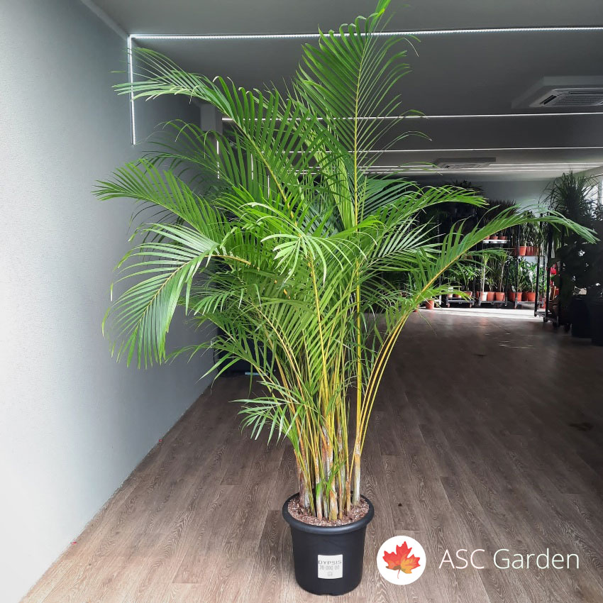 Dypsis lutescens- Areca palma 200 cm