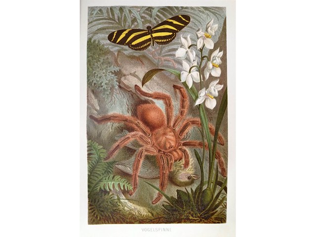 Tarantula hromolitografija kraj XIX veka