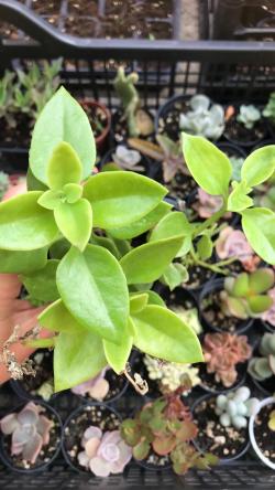 Aptenia cordifolia - Jadranska lepotica