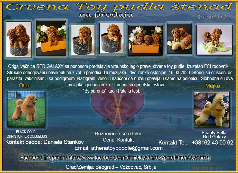 Crvena Тоy pudla