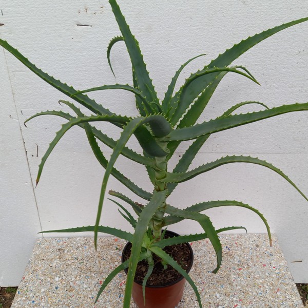 Aloja Arborescens 30-40 cm