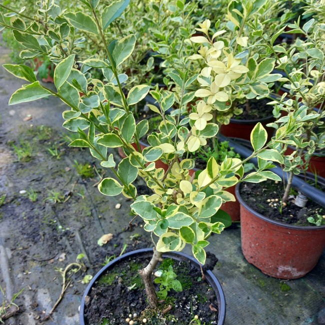 Euonymus japonicus Chollipo