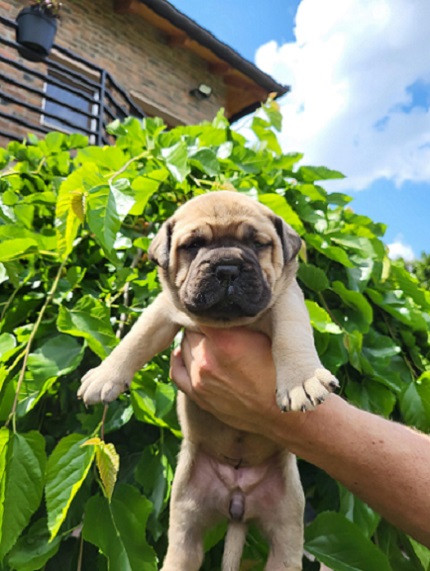 Bullmastiff, stenci