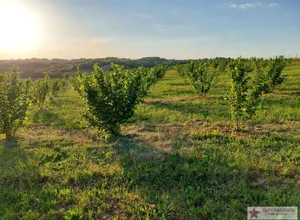 Prodaja Građevinsko zemljište - Barajevo, Vranić