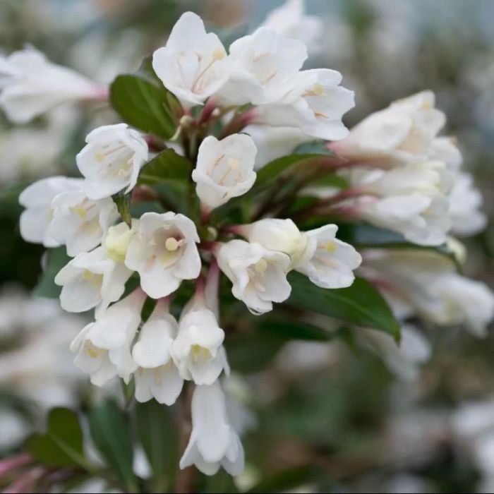 Weigela Black And White - Veigela