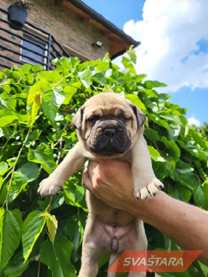 Bullmastiff, stenci