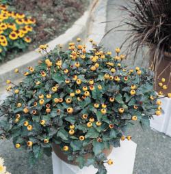 Spilanthes Oleracea - Zubobiljka (300 semenki)