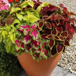 Koprivica ukrasna mix (850 semenki) Coleus Blumei