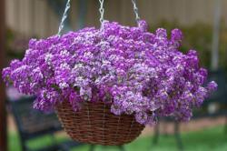 Alyssum Royal Carpet (3000 semenki)