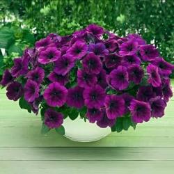 Petunia Deep Purple (1000 semenki) Tamno Lilavi