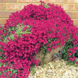 Aubretia Gracillis Rock Cress Royal Red - Crveni (400 semenki)