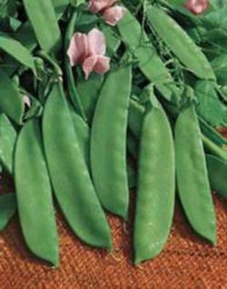 Grašak šećerac jestivih mahuna (40 semenki)