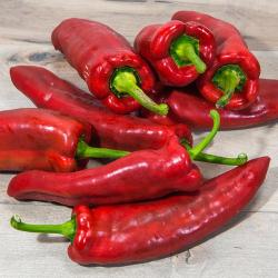 Paprika Marconi Red (200 semenki)