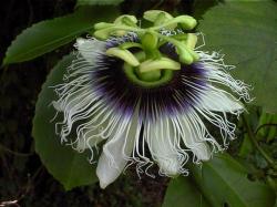 Hristov venac - Passiflora edulis