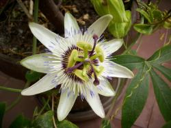 Hristov venac - Passiflora caerulea 2.god
