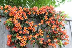 Tekoma narandžasta (50 semenki) Trumpet vine orange