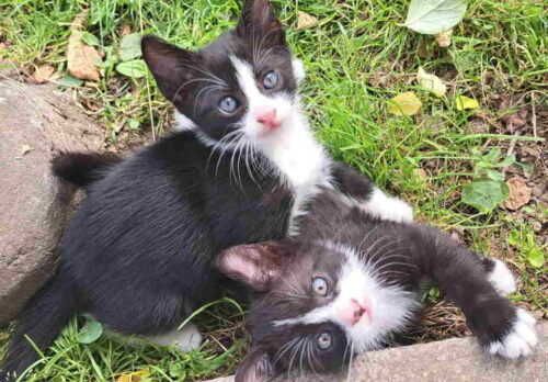 Dajemo prelepe, zdrave i lepo odnegovane mačiće za udomljavanje, Obrenovac