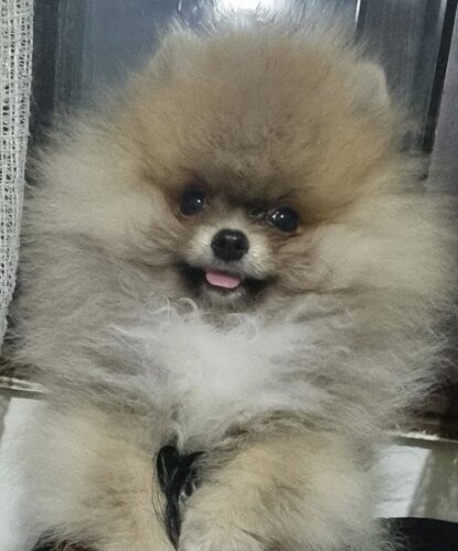 Pomeranski špic,Pomeranac,Pomeranian,Boo štenci