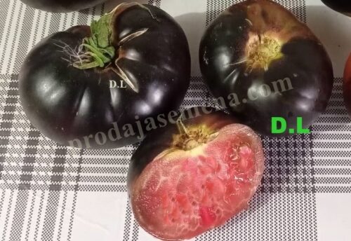Rasad,Domaci Crni paradajz (poslednje zalihe)..
