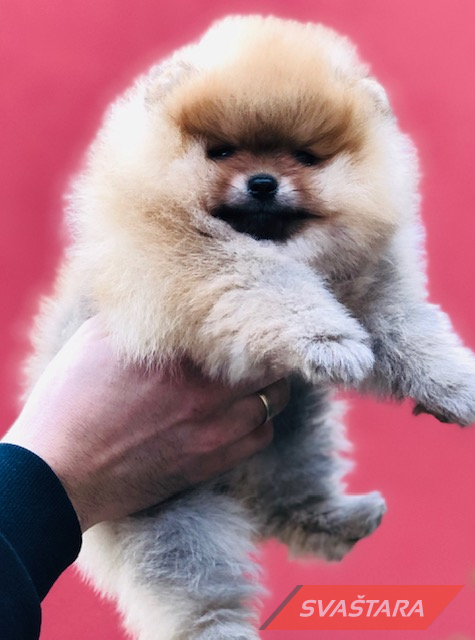 Pomeranci, Pomeranian, Boo stenci