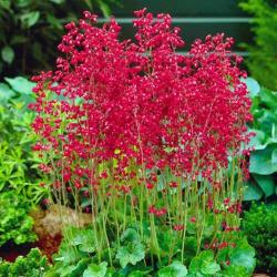 Heuchera Sanguinea (500 semenki) Koralni zvončić