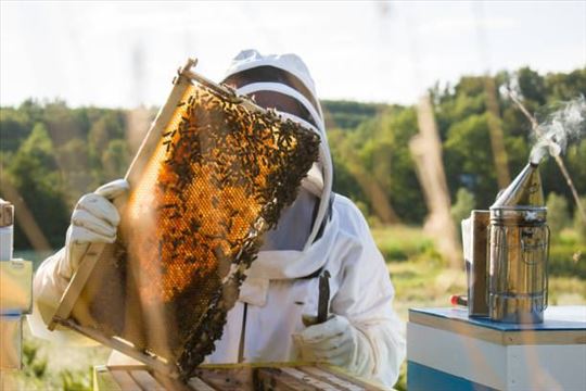 Bagremov med sa područja Kopaonika