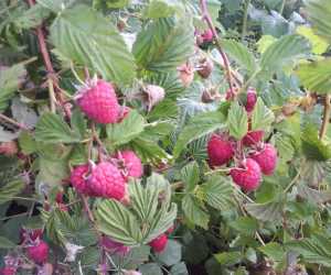 Sezonski radnici za berbu maline arilje