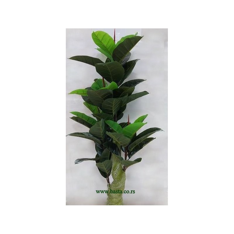 V.drvo Ficus elastica 158cm 0895