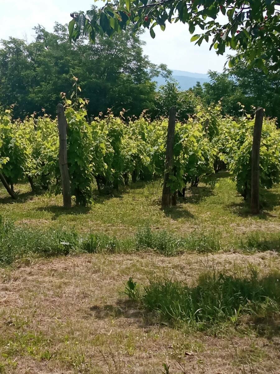 Poljoprivredno zemljište - Lapovo, voćnjak i pašnjak, površina 5999 m2