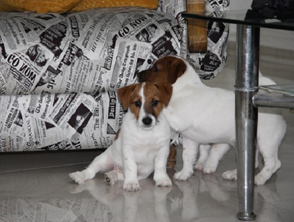 Jack Russell Terier