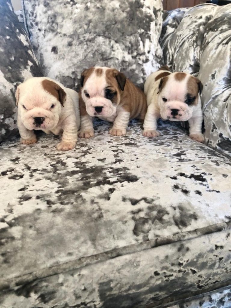 Lilac Blue English Bulldogs Puppies