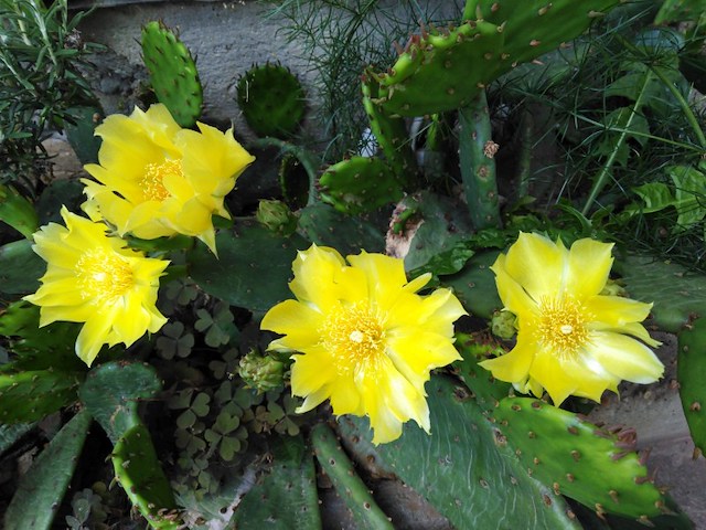 Kaktus sa žutim cvetom - pelcer