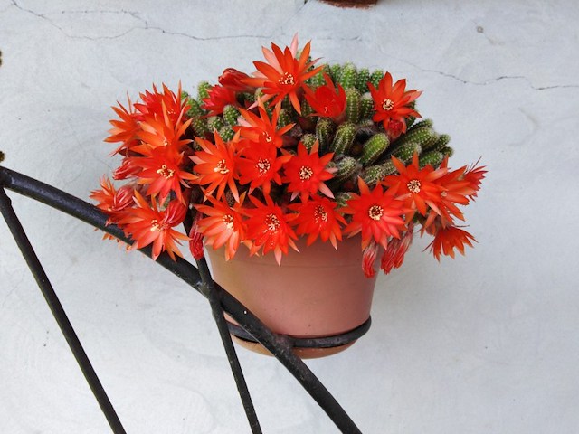 Kaktus sa crvenim cvetom - pelcer