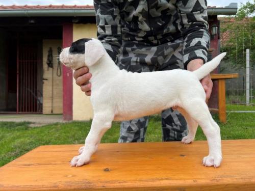 Dogo Argentino štenci